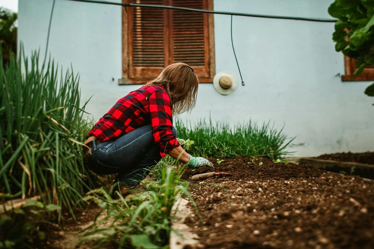 How To Plant Mix Wildflower Seeds To Grow A Beautiful Wildflower Garden