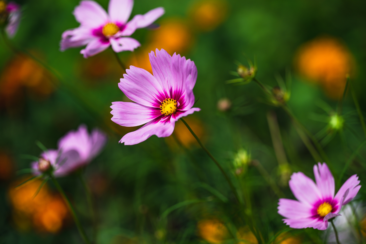 7 Ways To Incorporate Wildflower Seeds Into Your Landscaping